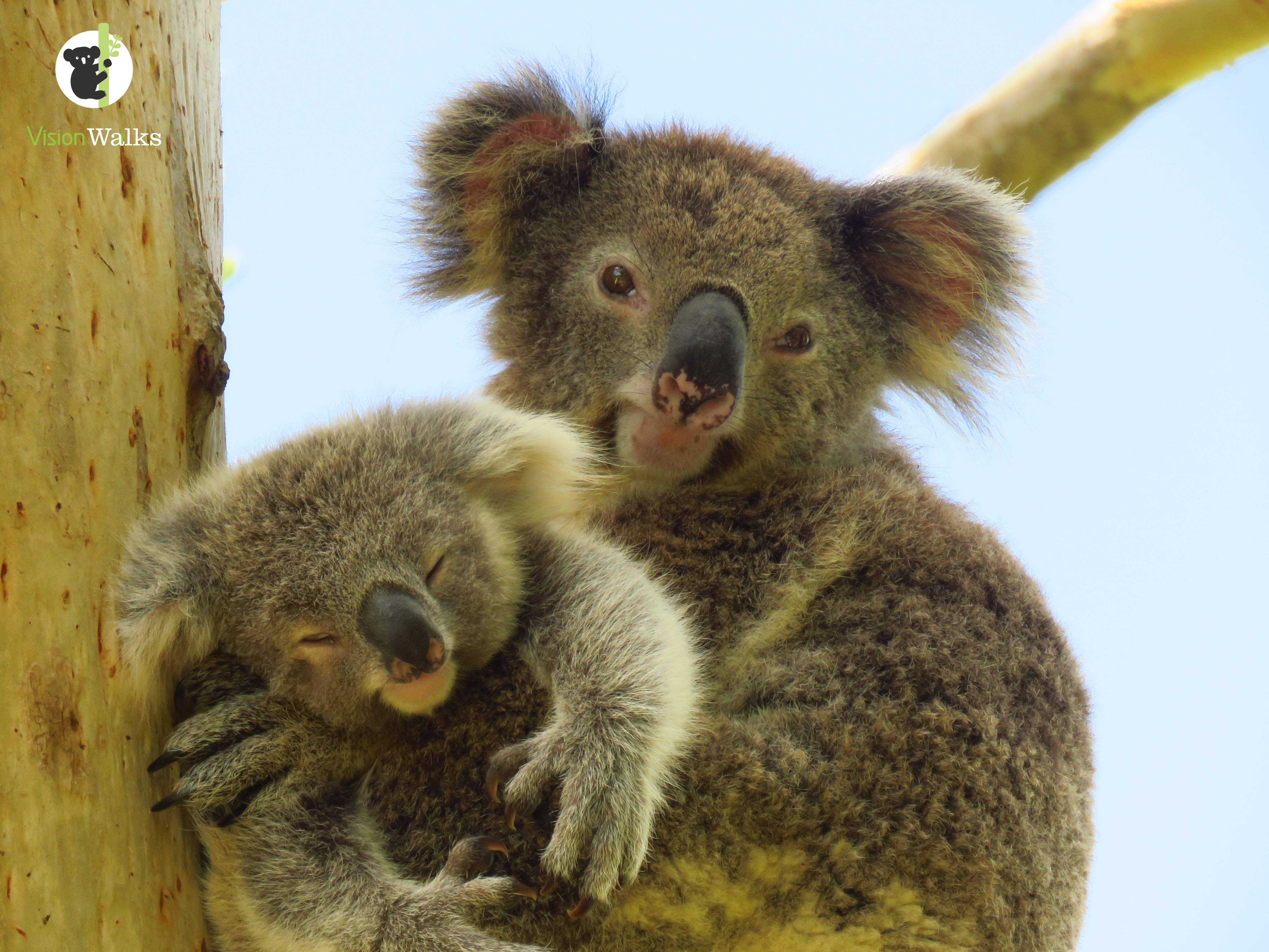 Save the Koala – 100% Nature Nerd
